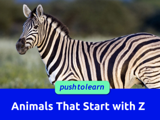 Is It Cancelled or Canceled? | Meaning, Spelling, Exercise & Examples